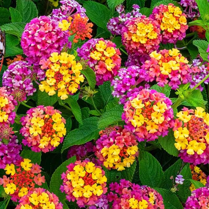 Amazon.com : Pack 4 Lantana Plants Live for Planting Garden, 6 to 9 ...