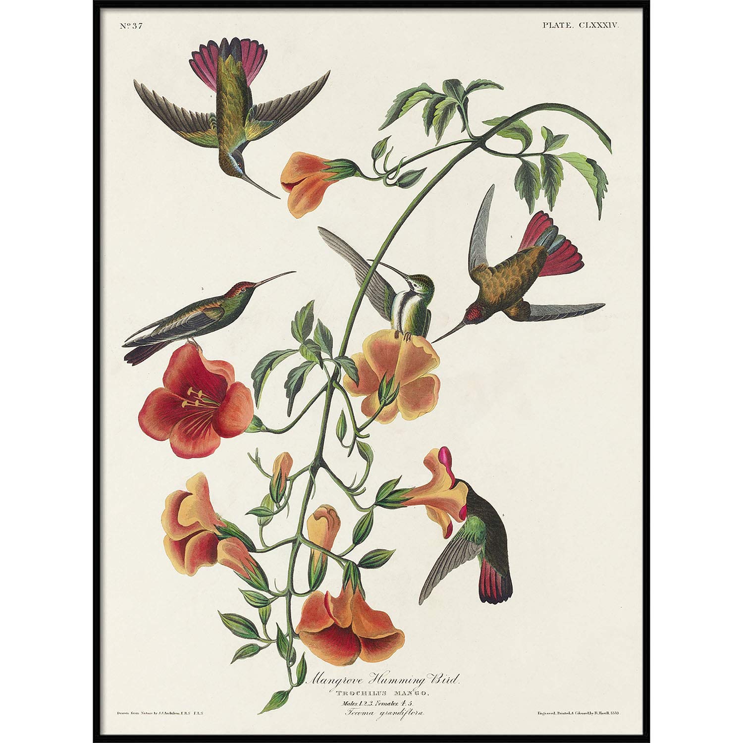 Vintage Hummingbird Print