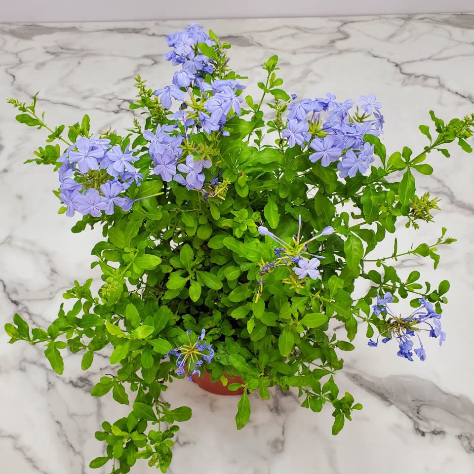 Plumbago En Florida Tipos De Plantas Top Quality Blue Plumbago