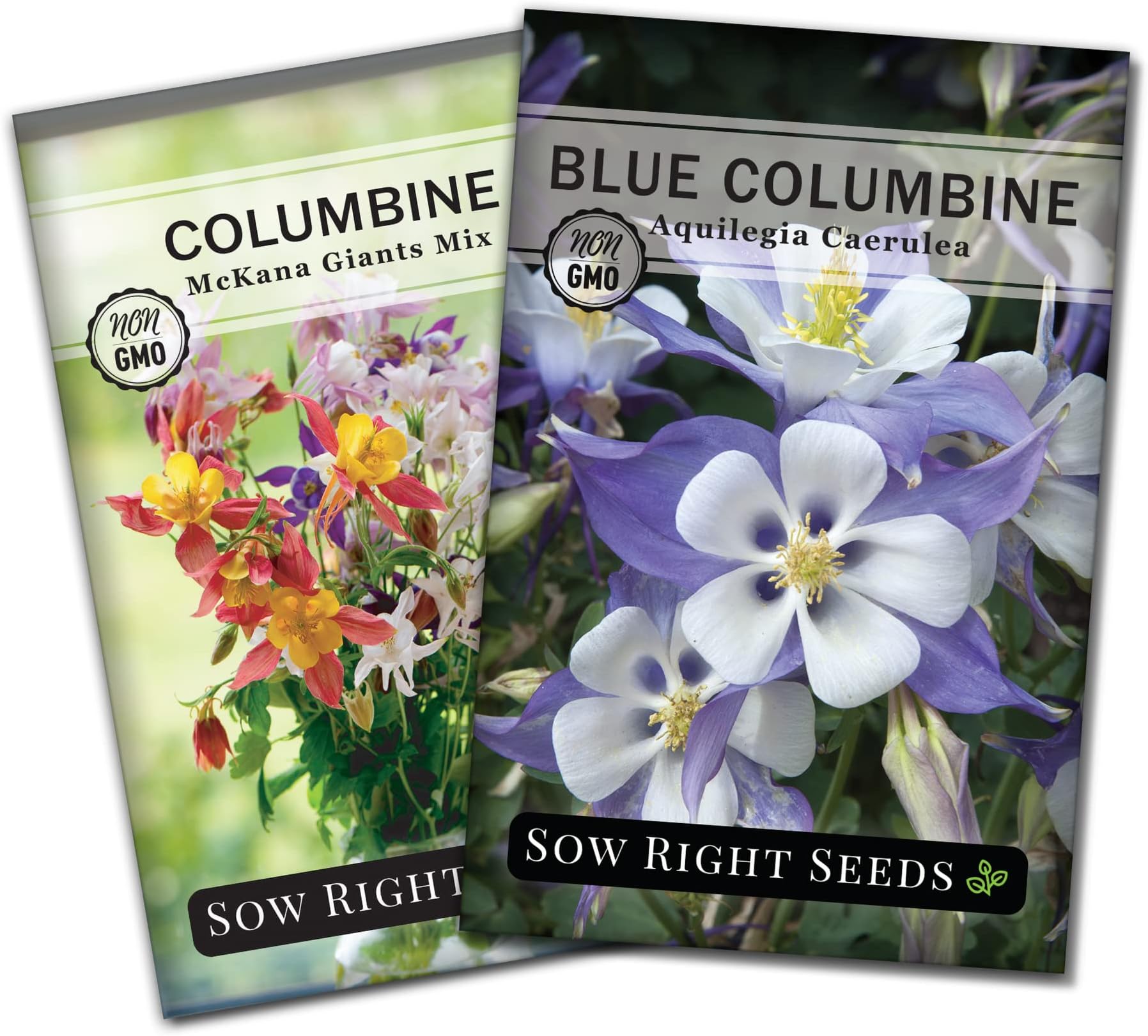 Amazon.com : Blue Columbine Seeds - Colorado's State Flower ...