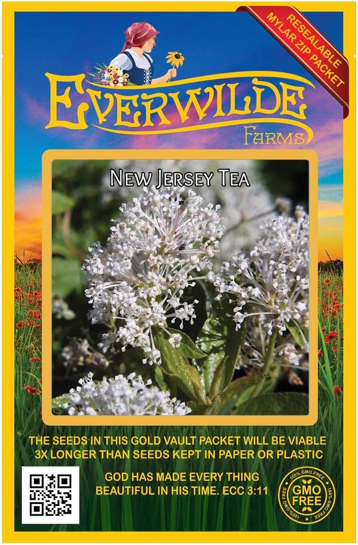 Amazon.com : Everwilde Farms - 50 New Jersey Tea Native Wildflower ...