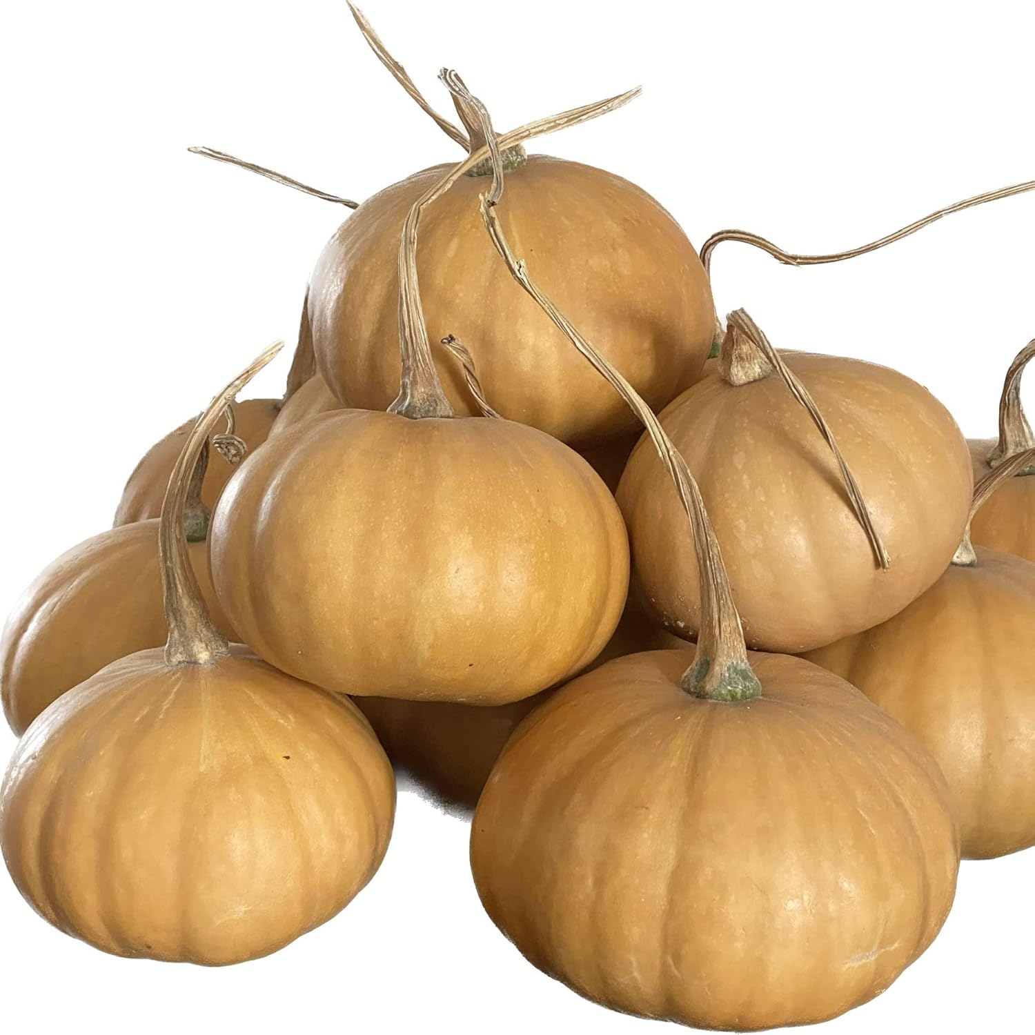 Amazon.com : Pumpkin Seeds Heirloom Disease and Pest Resistant Cherokee ...