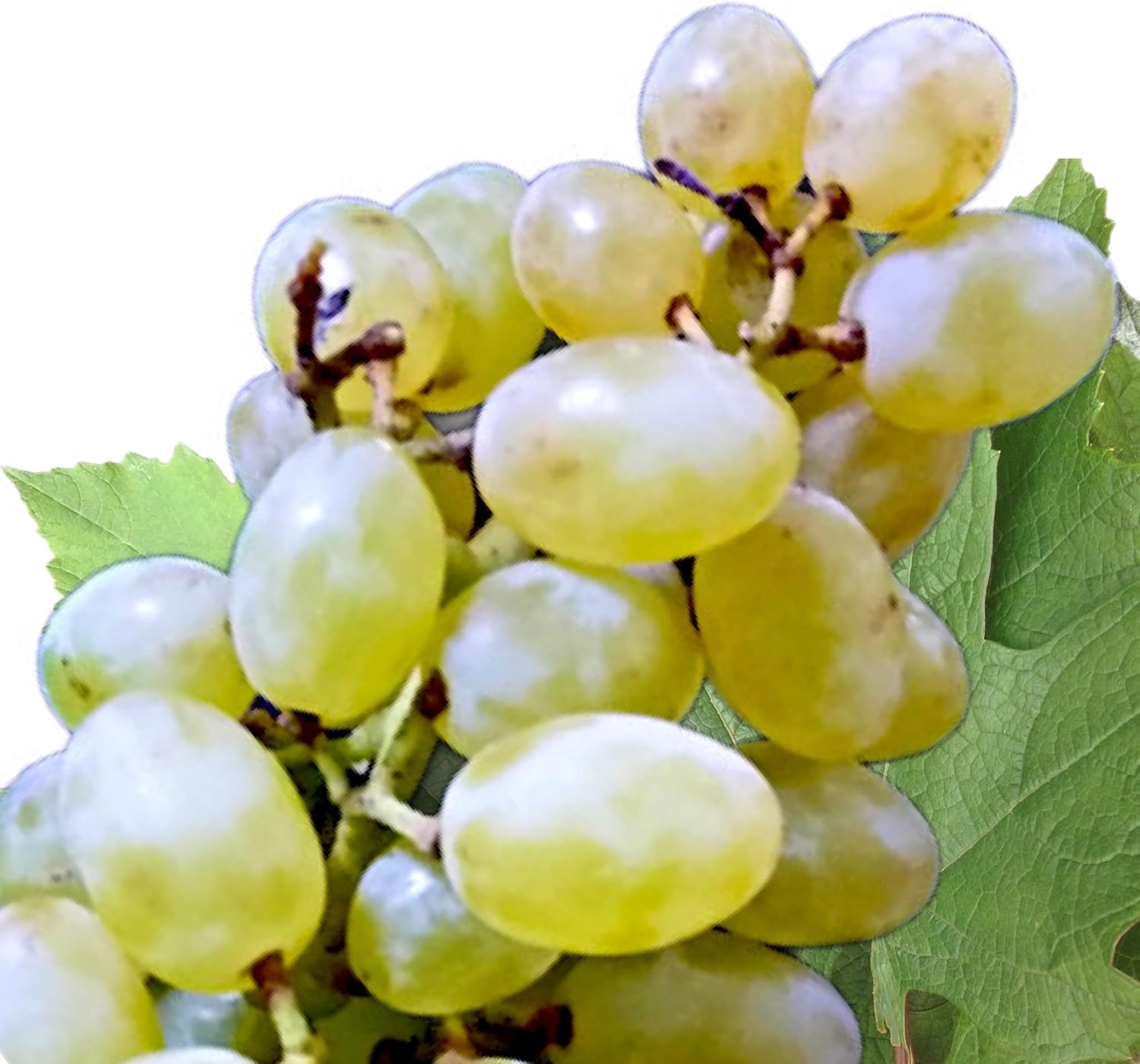 Amazon.com : Homegrown Non GMO Grape Seeds, Bulk Seeds, Neptune (20 ...