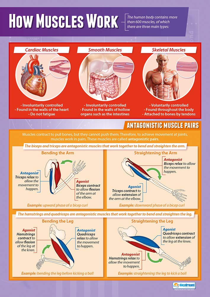How Muscles Work | PE Posters | Gloss Paper measuring 850mm x 594mm (A1 ...