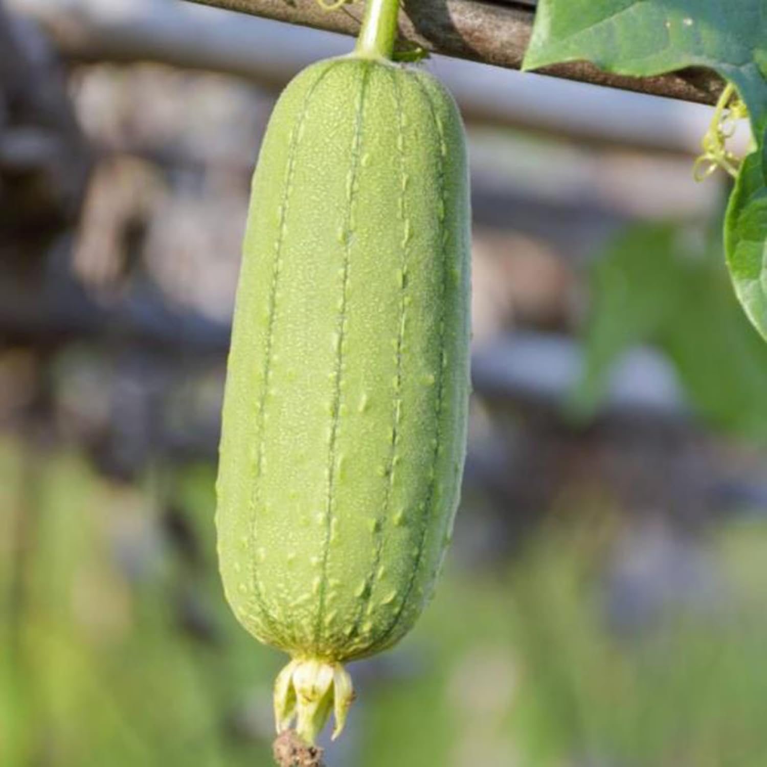 Amazon.com : Luffa Gourd Seeds for Planting 15 Pcs Non-GMO Heirloom ...