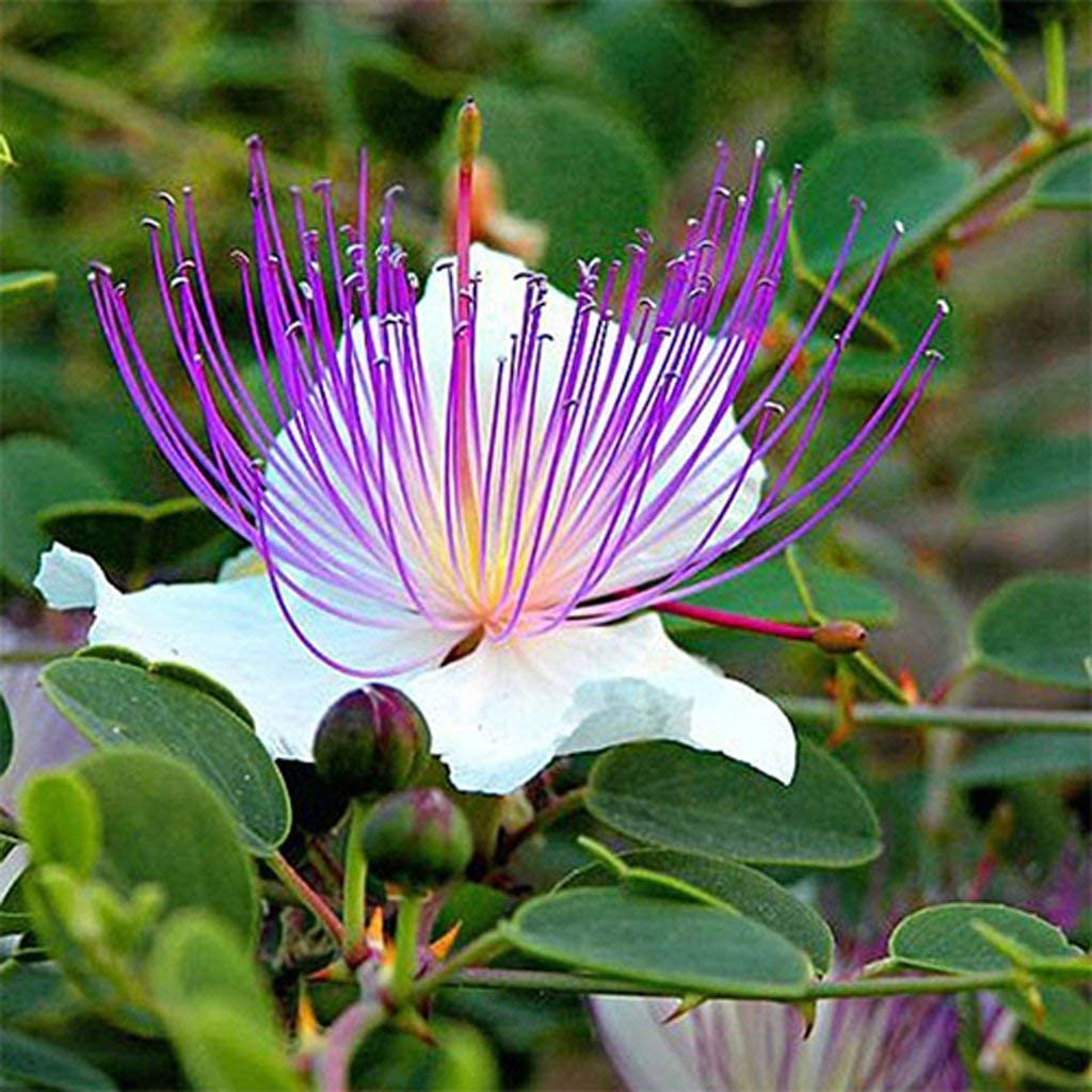 Caper Flower Seeds