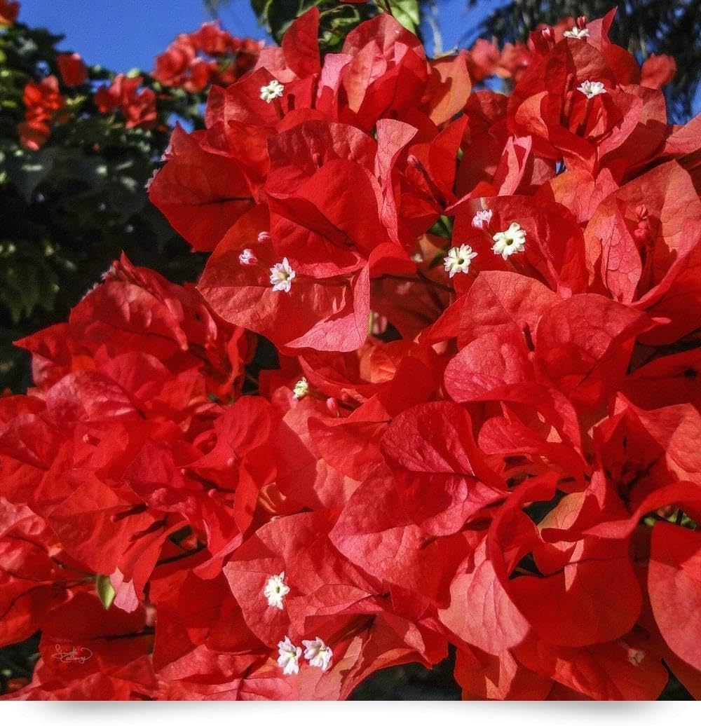 Amazon.com: Imagekind Wall Art Print entitled Bougainvillea Flowers ...