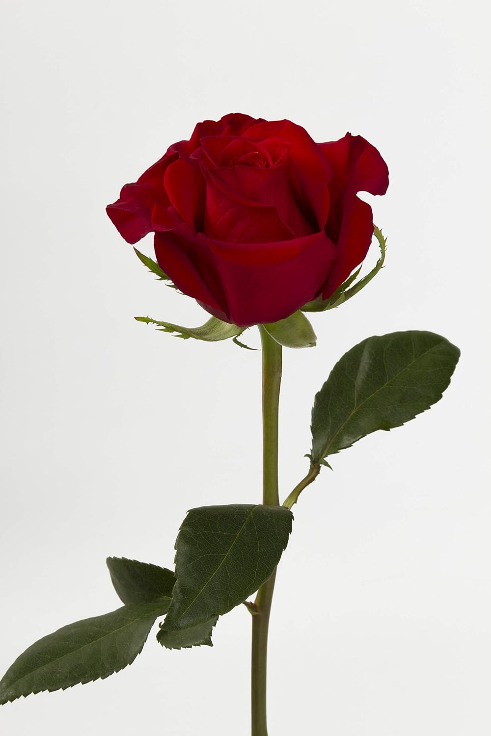 BloomsyBox – Ramo de 24 rosas rojas de tallo largo atado a mano sin ...