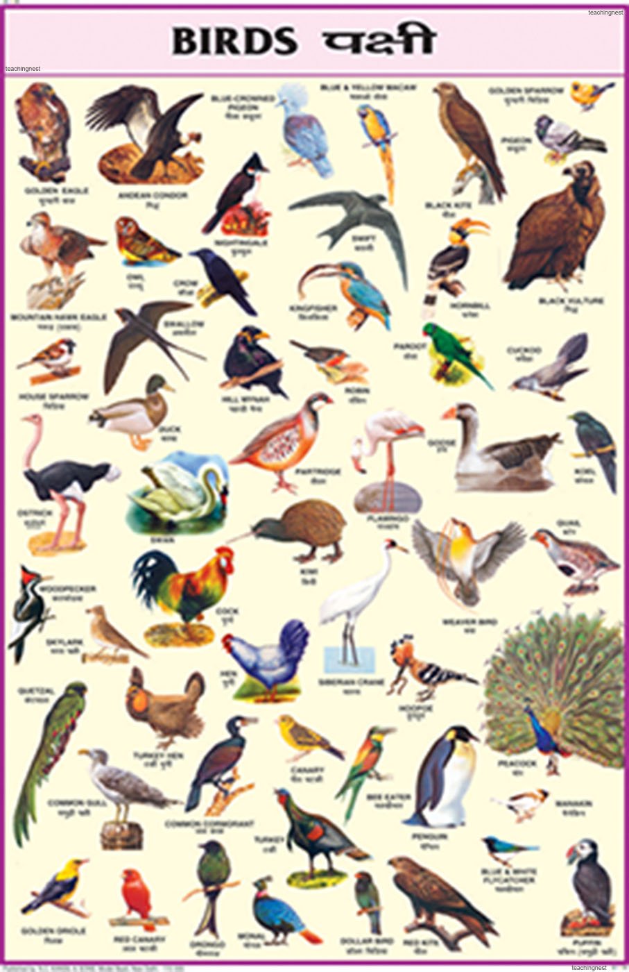 Buy CC03 | TeachingNest | Birds Chart (50x75cm) | Charts For Children ...
