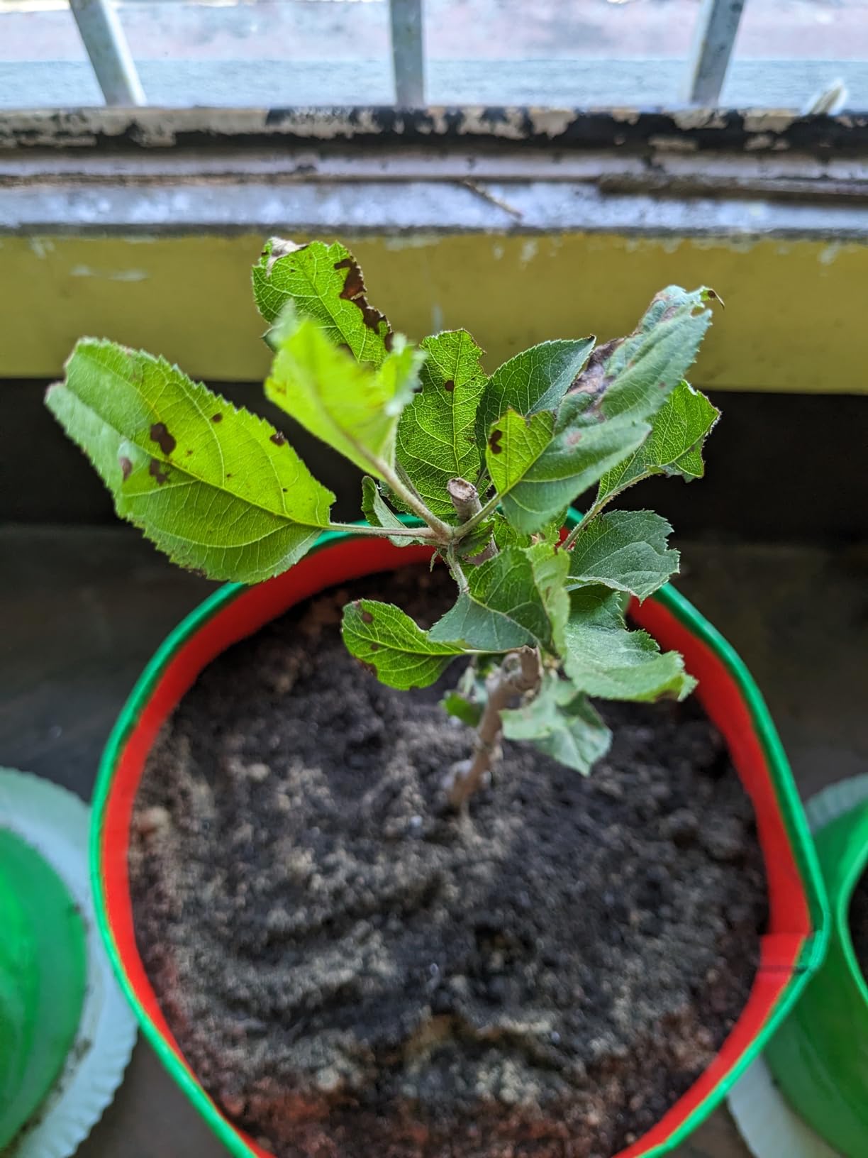 Original Hot Climate Harman 99 APPLE PLANT : Amazon.in: Garden & Outdoors
