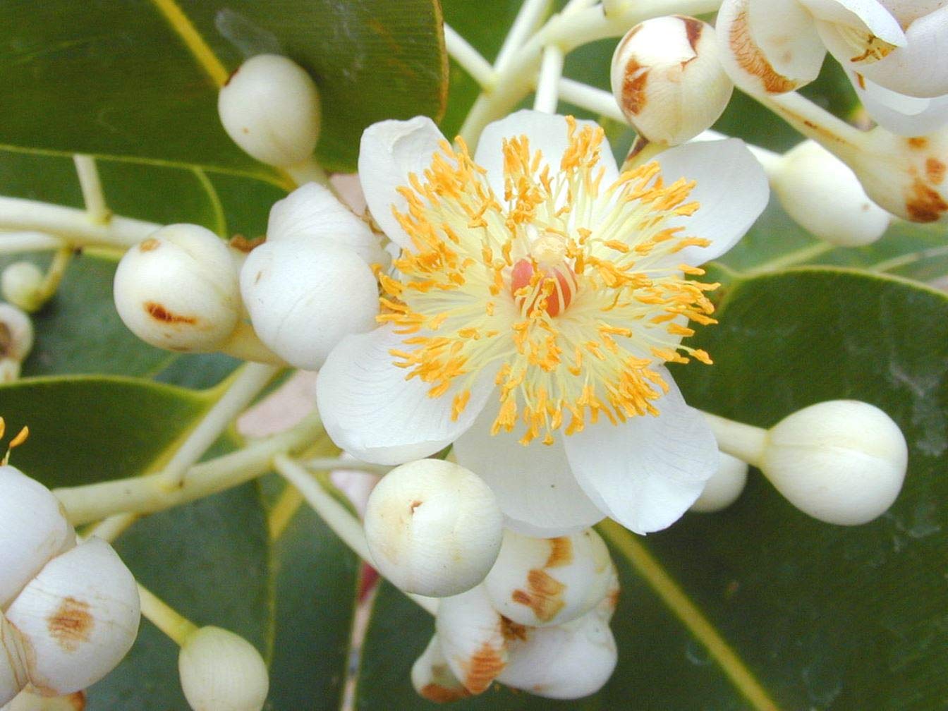 Indiana Herbalife Calophyllum Inophyllum Naga Pushpa Kamboja Huhonne ...