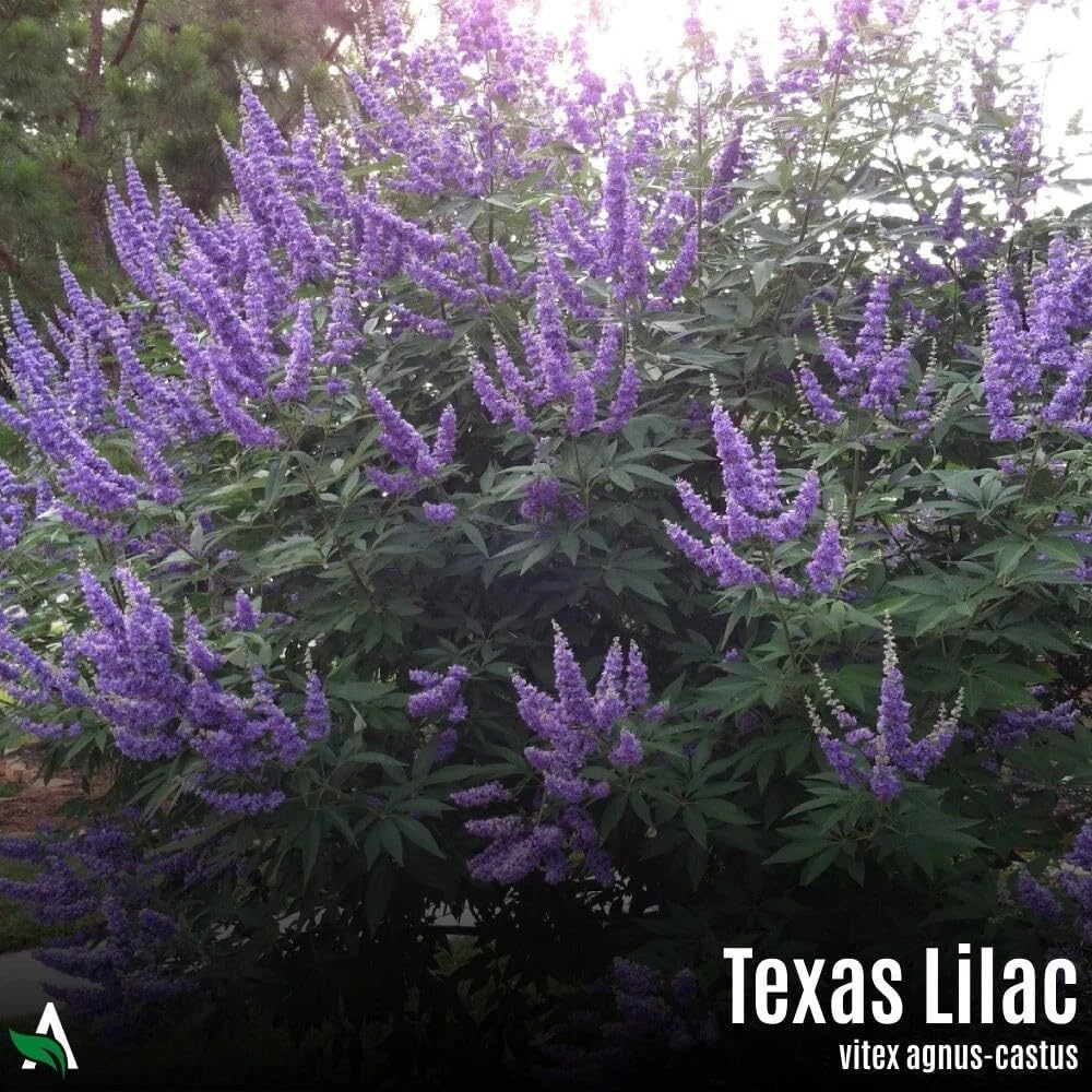 Amazon.com : Texas Lilac (Vitex, Chaste Tree) Seeds, 100 Count, Vitex ...