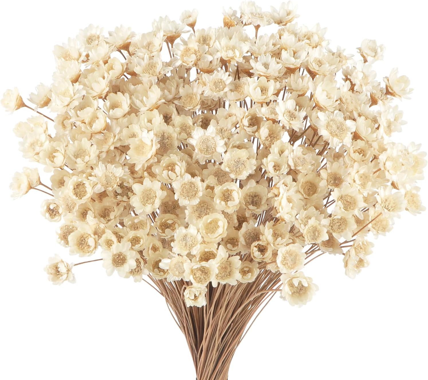 300 PCS Dried Flowers Brazilian Small Daisy Decorative Dried Flowers ...