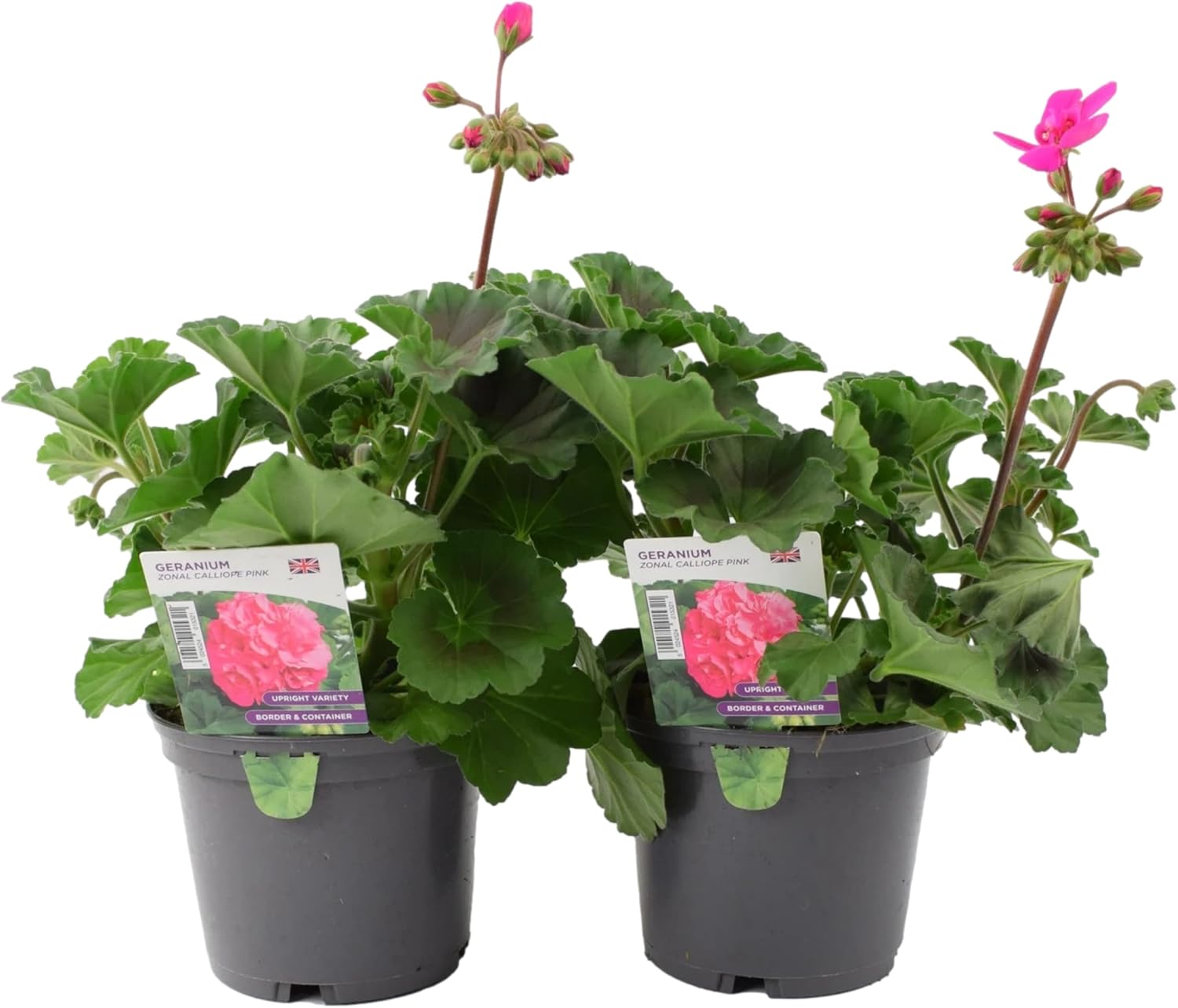 Large Garden Ready Zonal Geranium - Calliope 2 Plants in 1 Litre Pots ...
