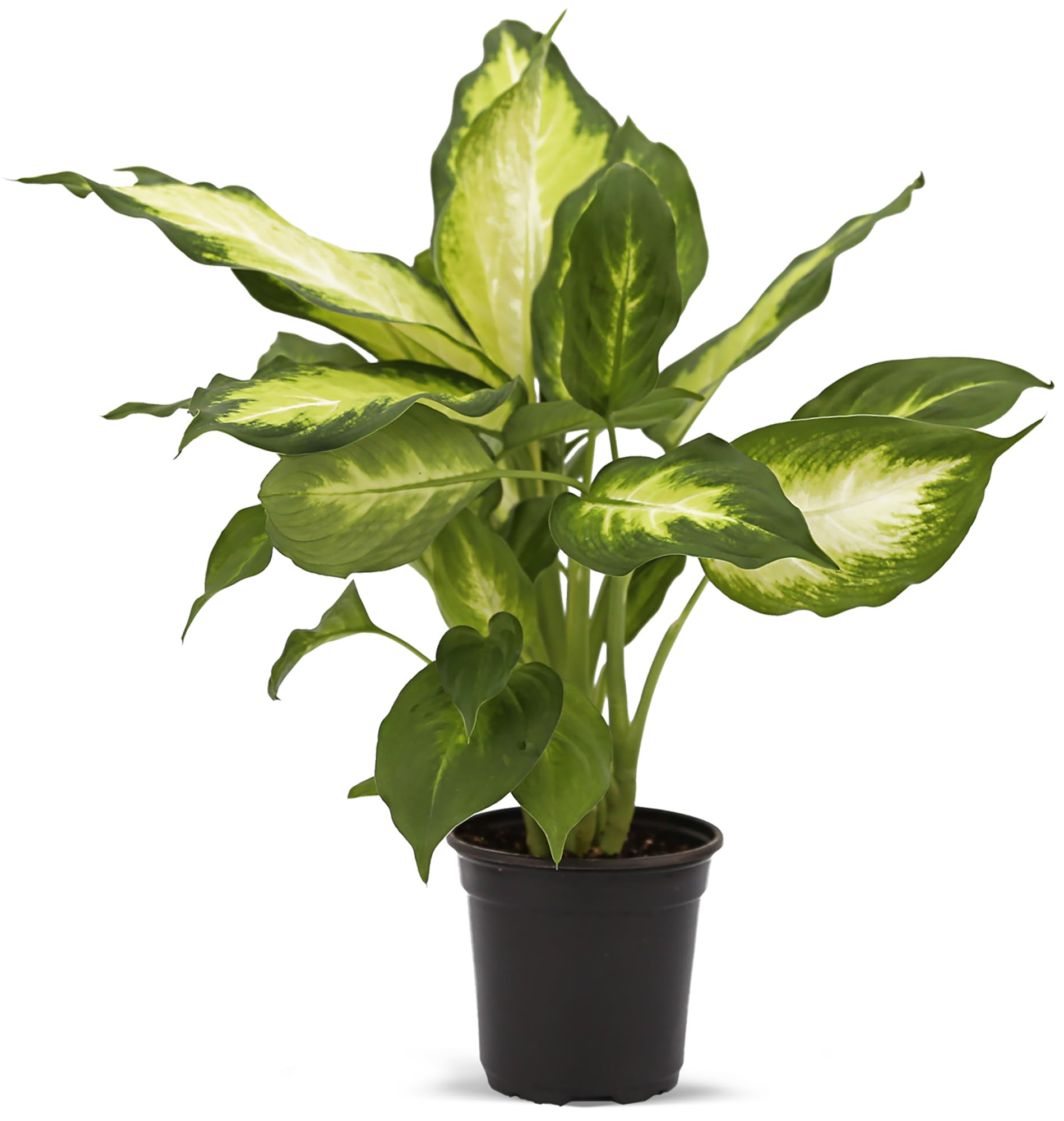 Amazon.com : Live Dieffenbachia, Dumb Cane, Variegated Houseplant, Palm ...