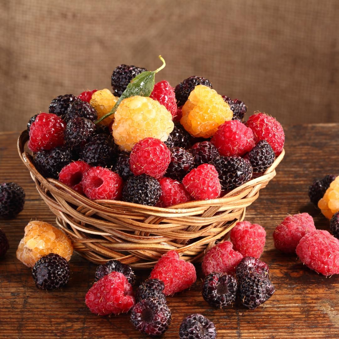 Amazon.com : All Season Raspberry Plant Garden - 1 of Each - Heritage ...
