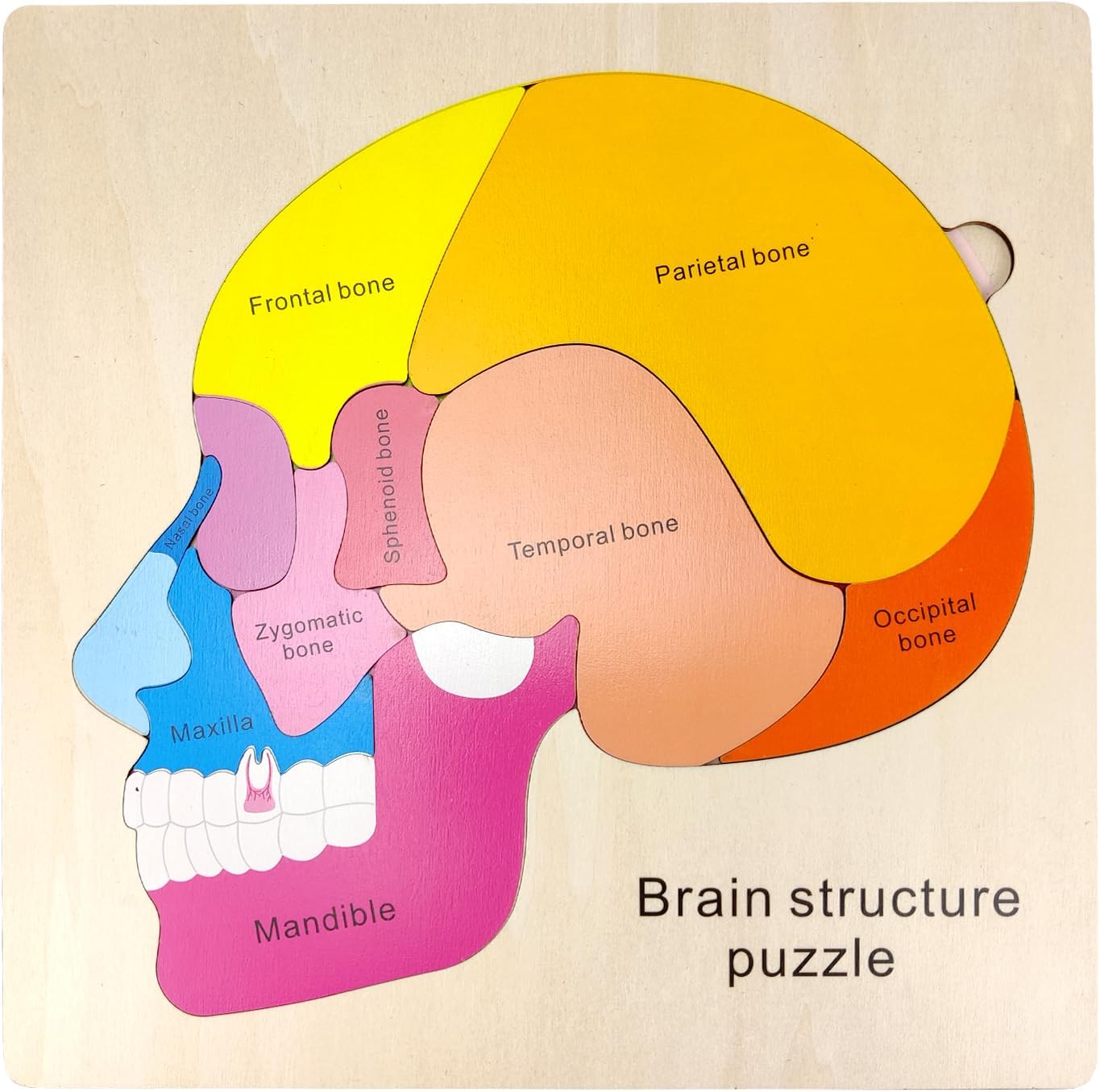 Amazon.com: Wooden Brain Anatomy Puzzles for Kids, Toddler Montessori ...