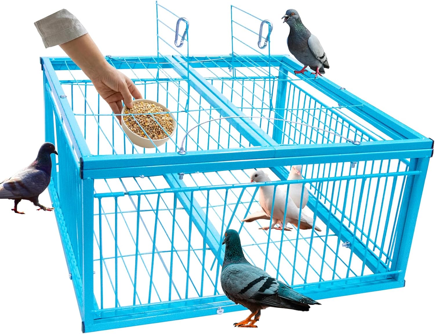Amazon.com : Humane Pigeon Trap Cage - Safe One-Way Entry & Escape ...