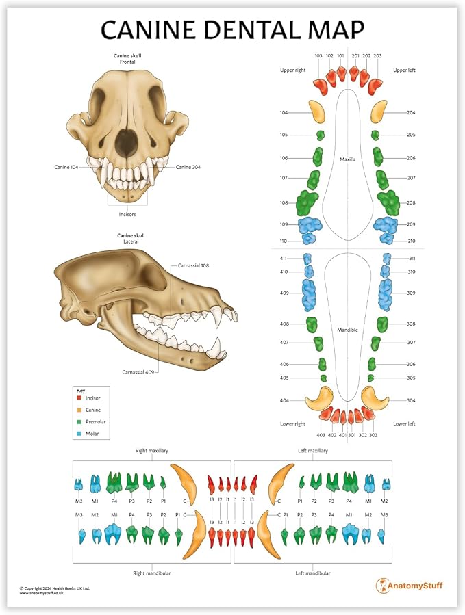 AnatomyStuff Canine Dental Map Poster/Chart, 45x60 cm, 18x24 inches ...