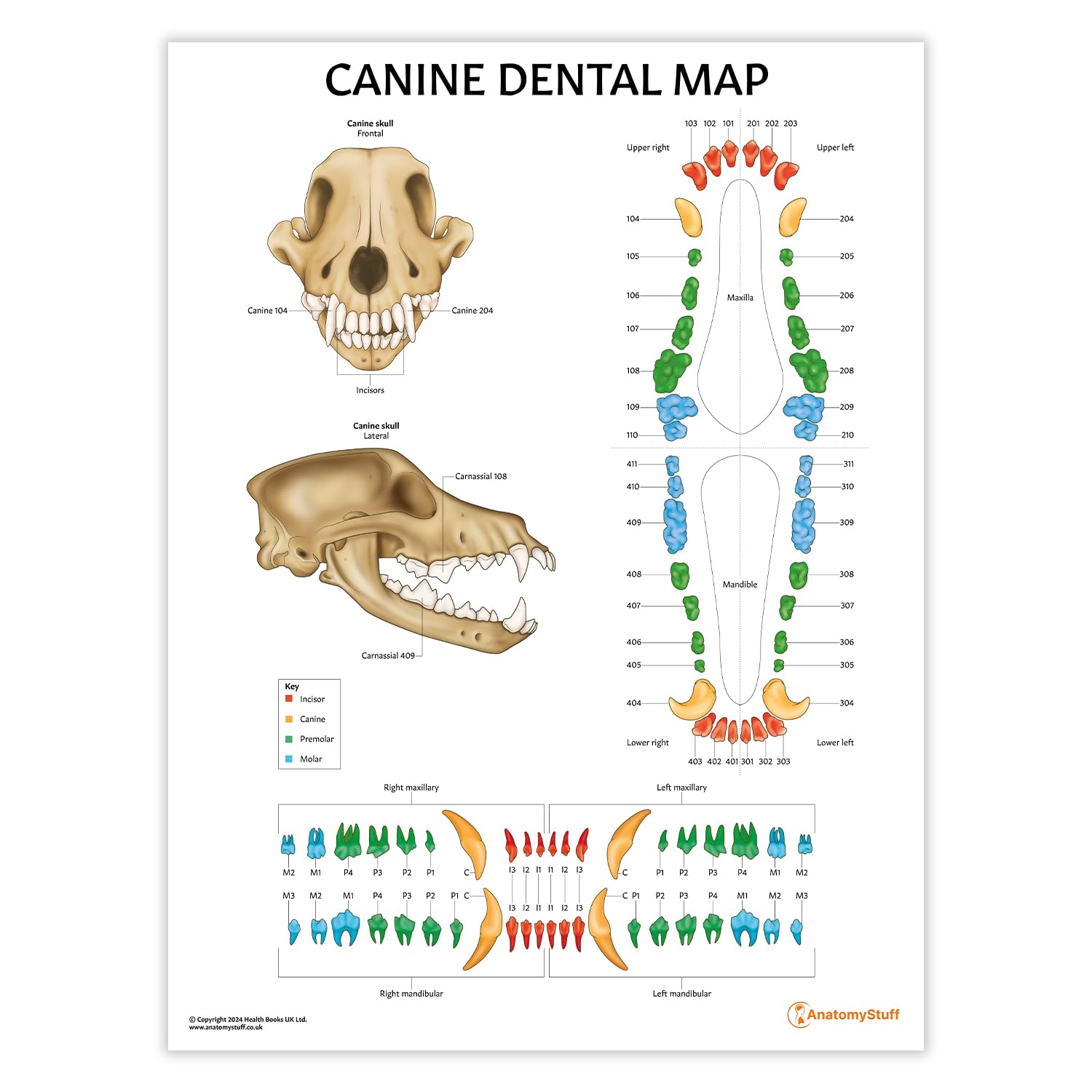 Canine Tooth Diagram