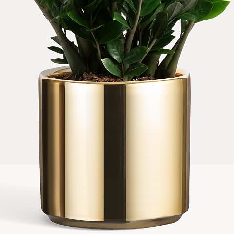 Amazon.com: gold planters
