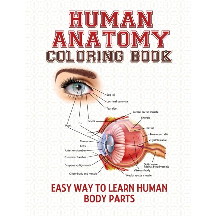 Buy Human Anatomy Coloring Book: The Human Brain Cell Can Hold 5 Times ...