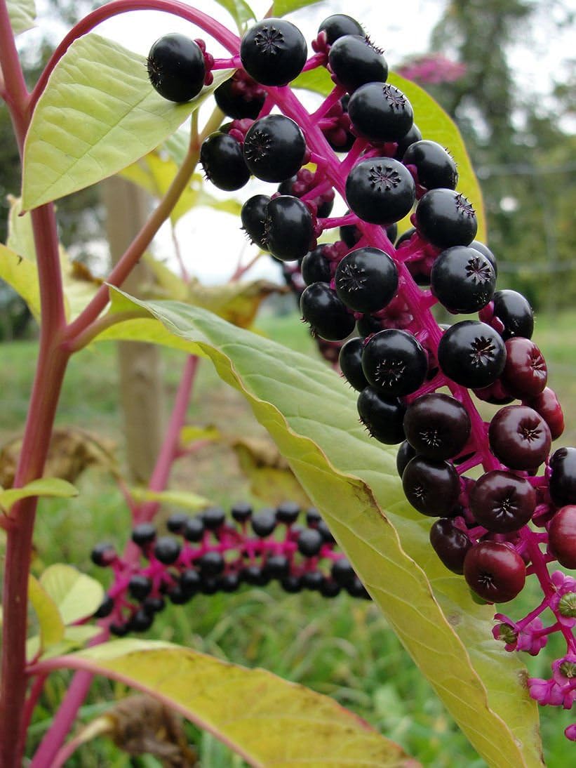 Amazon.com : AMERICAN POKEWEED "Phytolacca americana" ~Makes great Vine ...