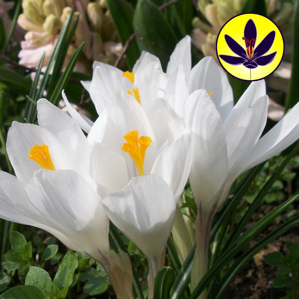 Dwarf Crocus