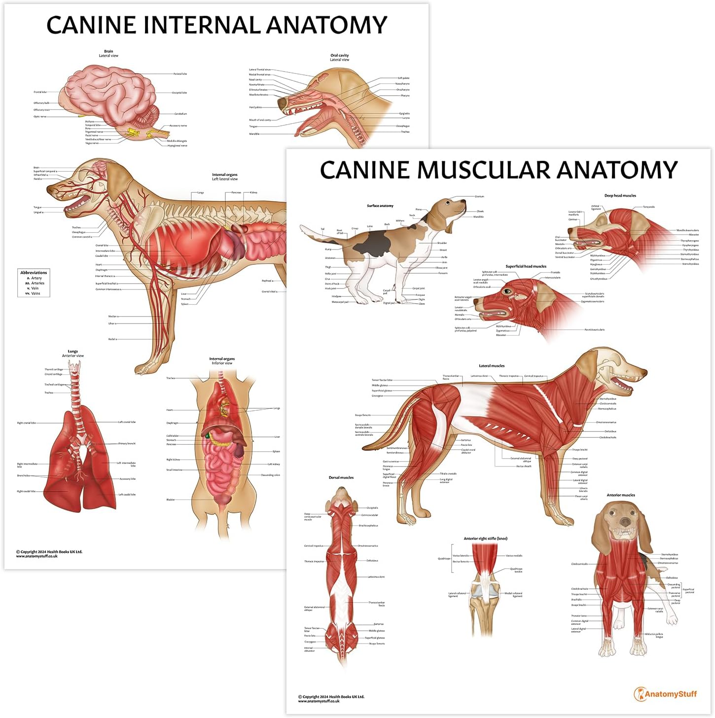 AnatomyStuff Canine Internal Organs and Muscular Anatomy Poster 2 PACK ...