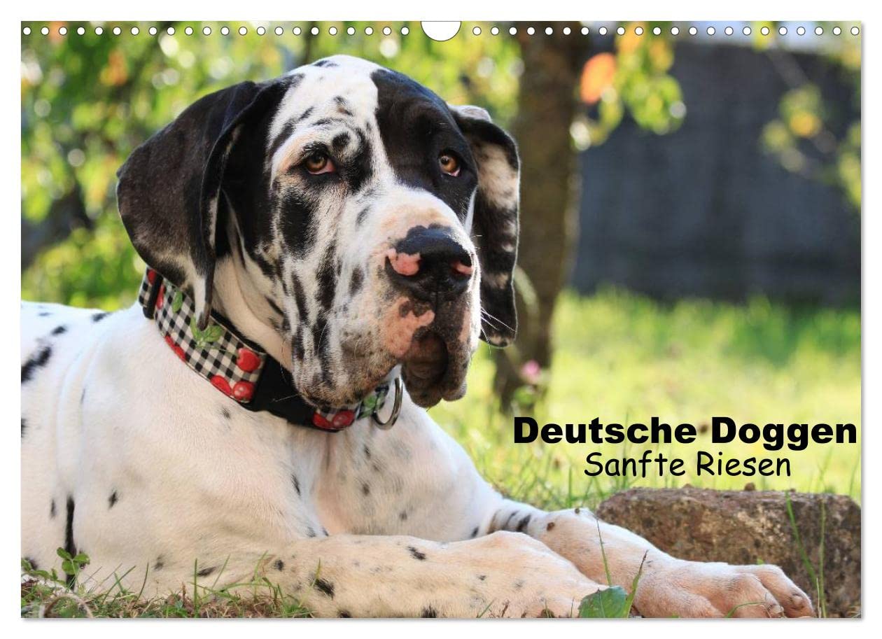 Deutscher Doggen