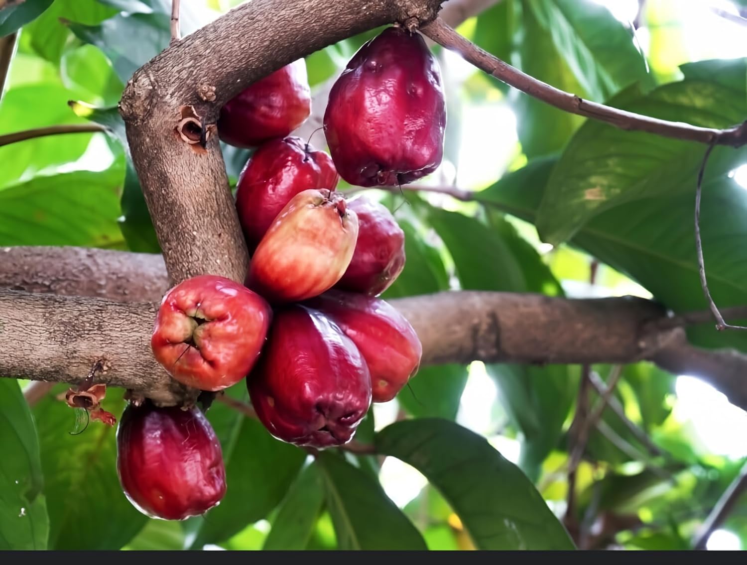 Amazon.com : Red Malay Rose Apple (Syzygium malaccense) Fruit Tree ...