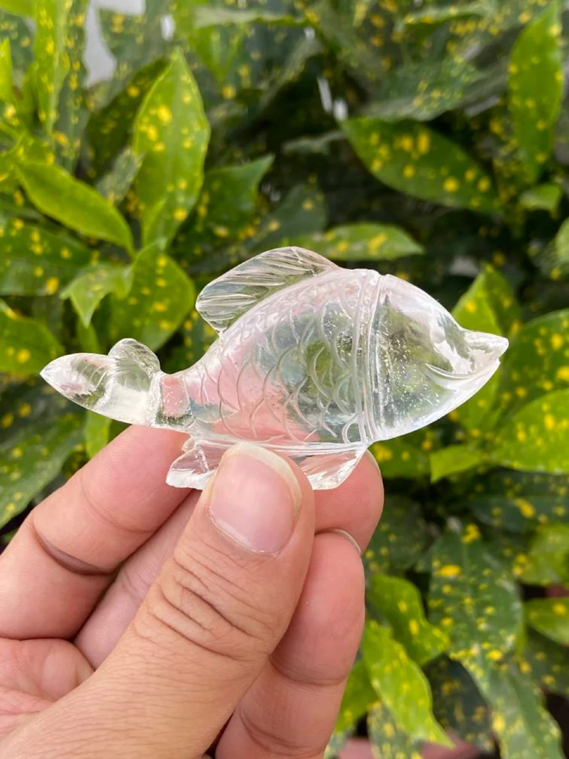 Pez De Cristal