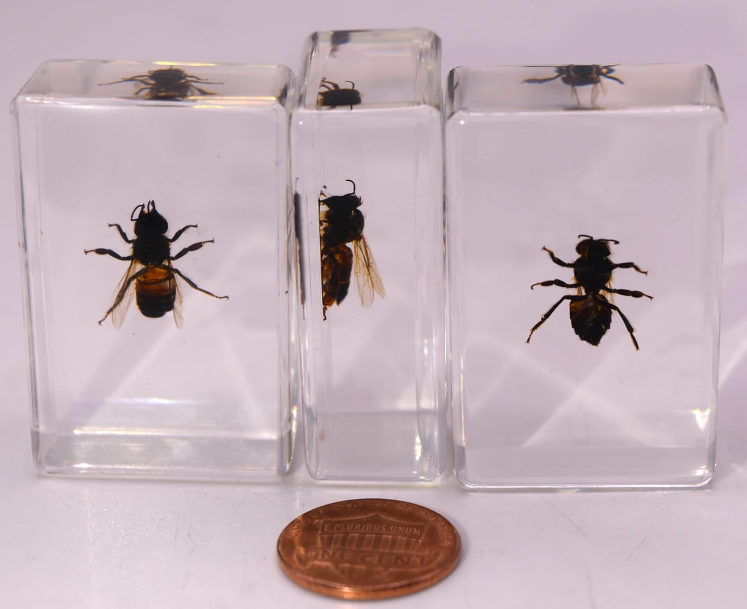 Abeja de abeja real de abeja de abeja de 1.732 in en resina de lucita ...