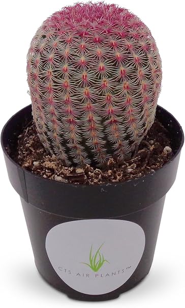 Amazon.com : Rainbow Hedgehog Cactus-Echinocereus Rigidissimus v ...