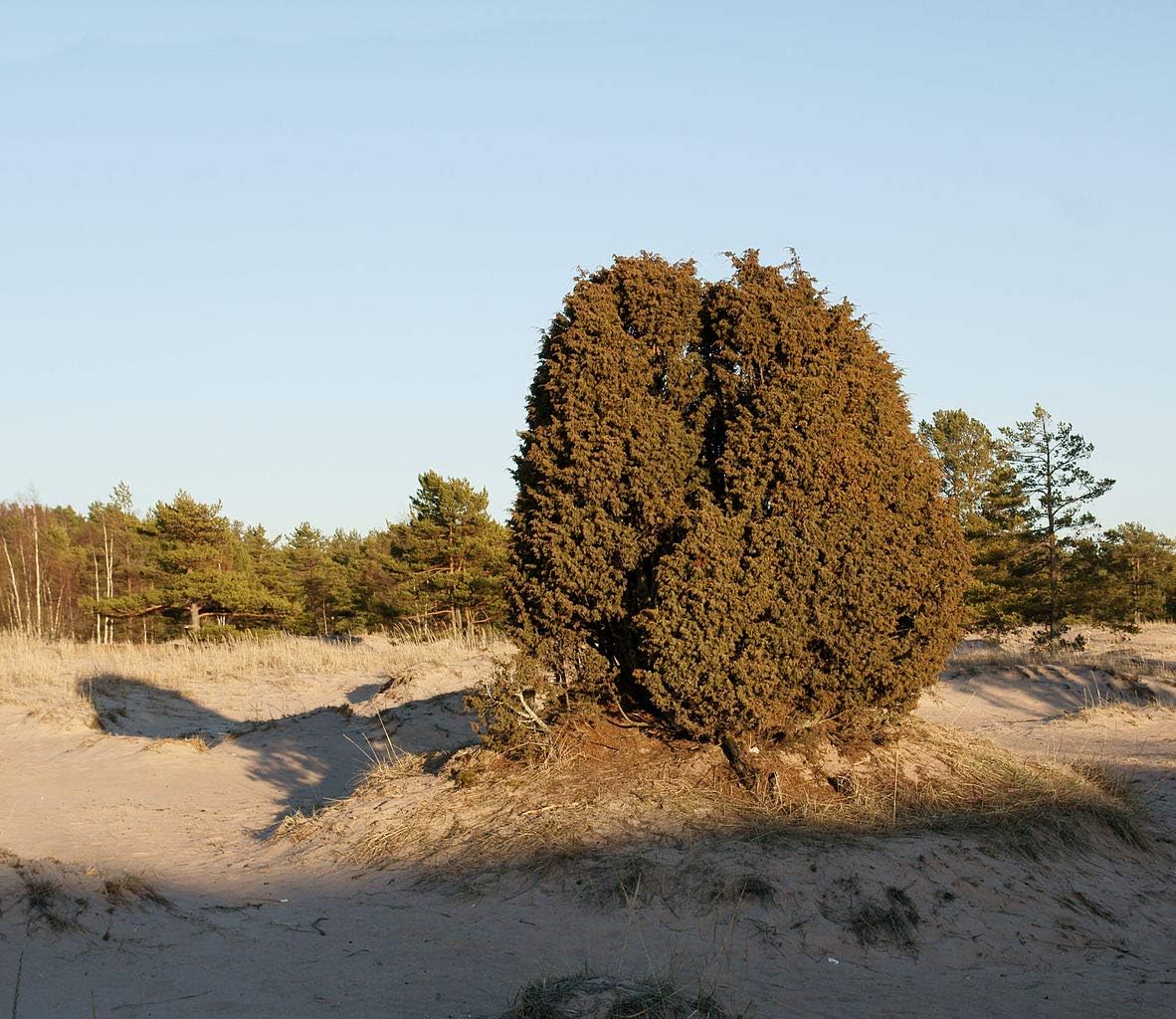 Tree Seeds Online - Juniper Communis - Common Juniper 15 Seeds - 1 ...