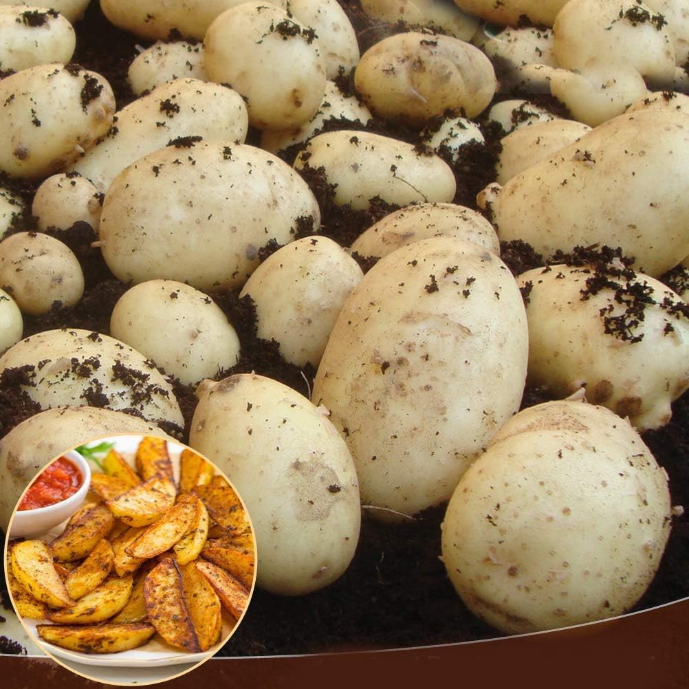 First Early Seed Potatoes Swift, Very Early Variety ,X20 Tubers, Ready ...