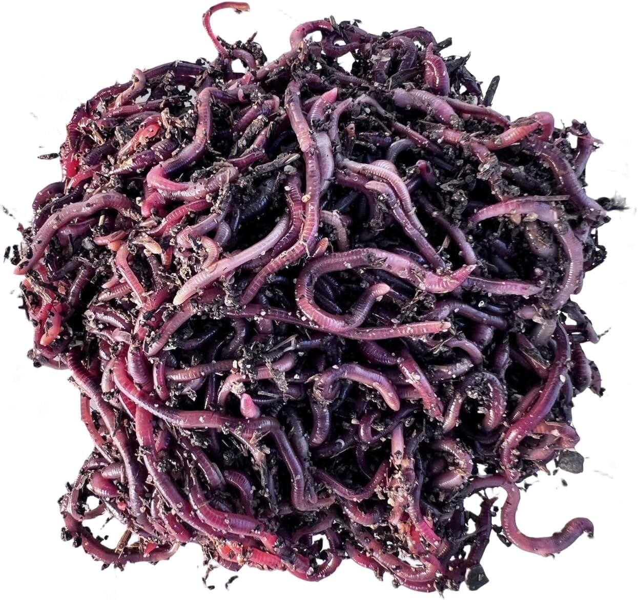 Amazon.com : Nature's Dream Ranch 50 Count Live Red Wigglers Compost ...