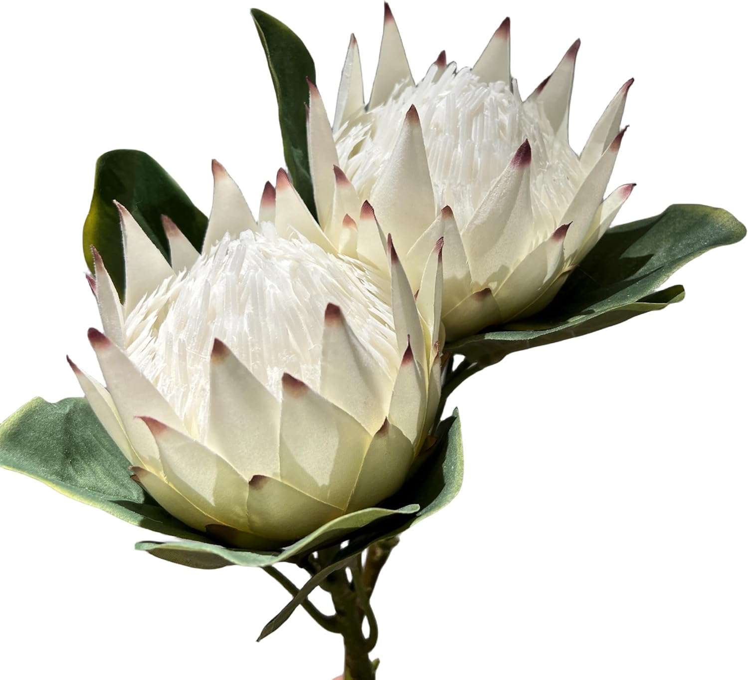 Amazon.com: NuT's Artificial King Protea Wildflowers Fake Tropical ...