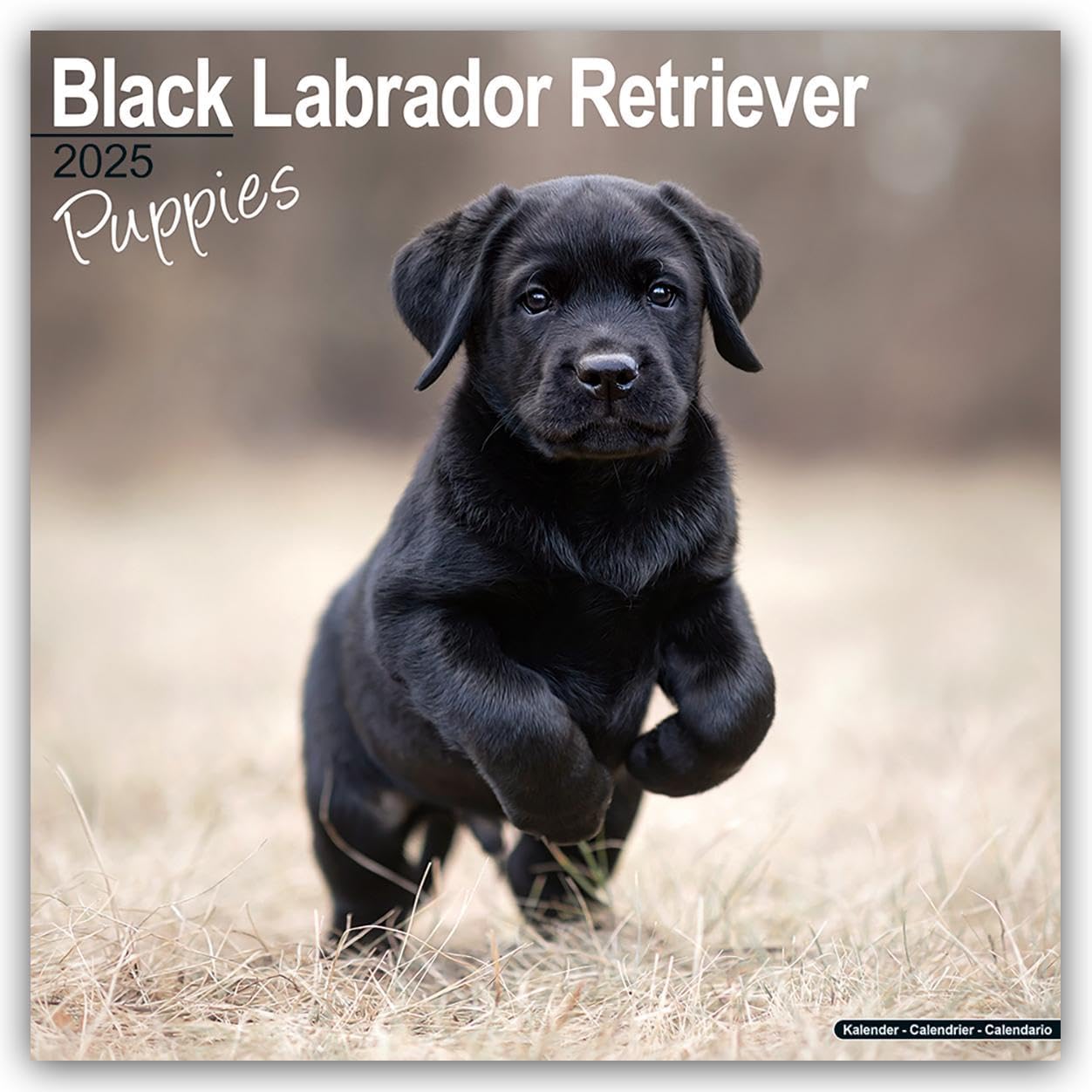 Black Labrador Puppies 2025 Square Wall Calendar | Dog Breed, Puppy ...