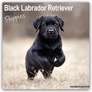 Black Labrador Puppies 2025 Square Wall Calendar | Dog Breed, Puppy ...