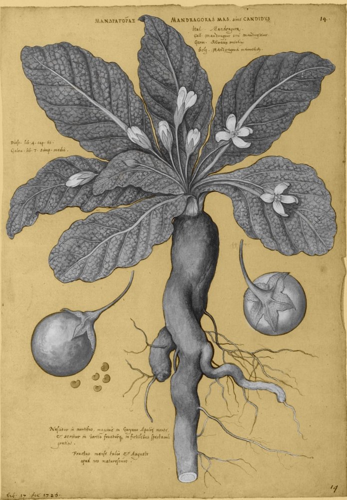 Mandragora Root