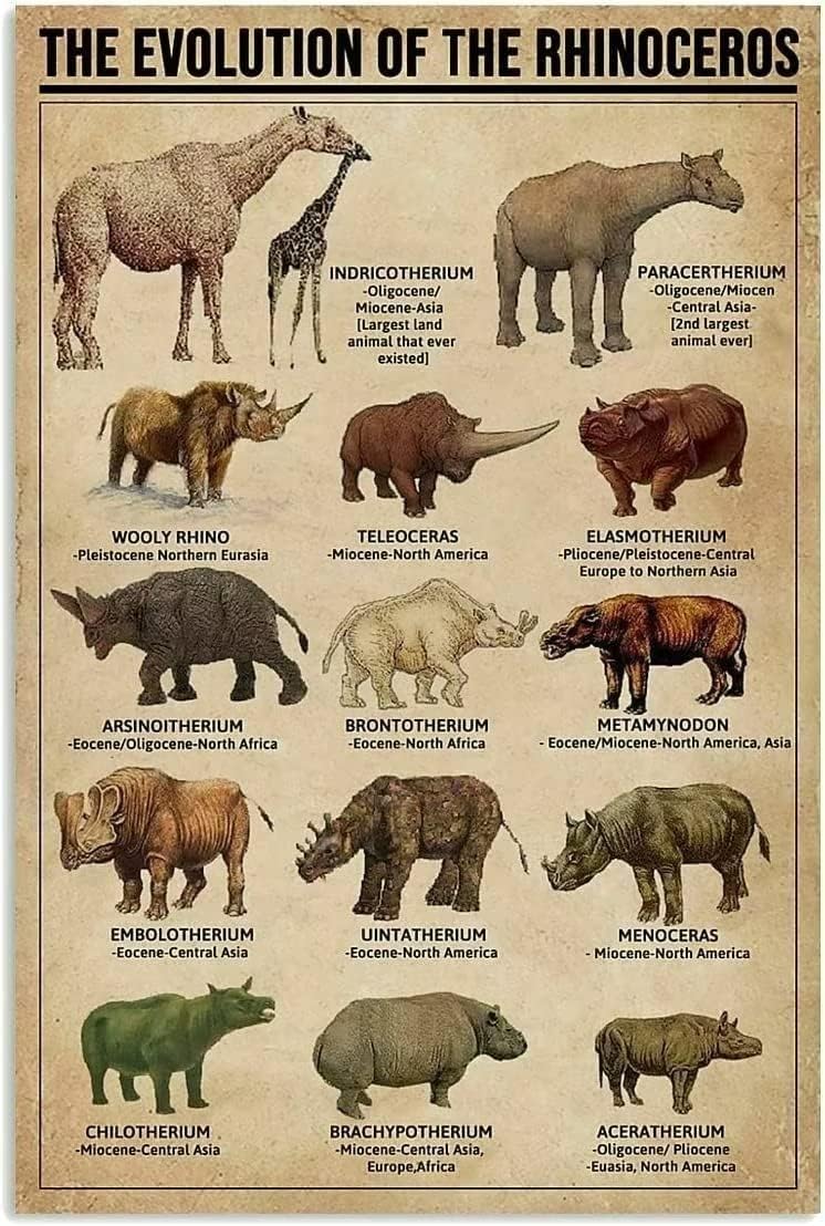 Amazon.com: Starotore The Evolution Of The Rhinoceros Knowledge Canvas ...