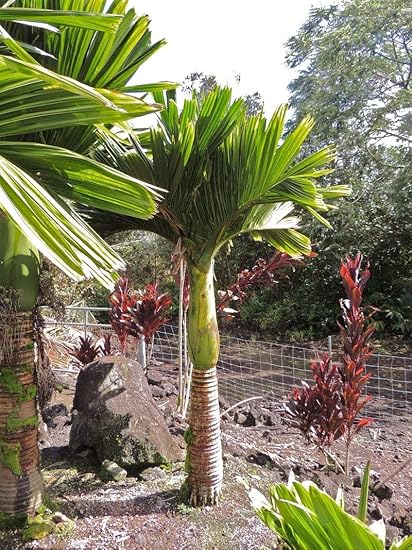 Creative Farmer Palm Tree Indoor Plant Araca Nut Areca Catechu ...