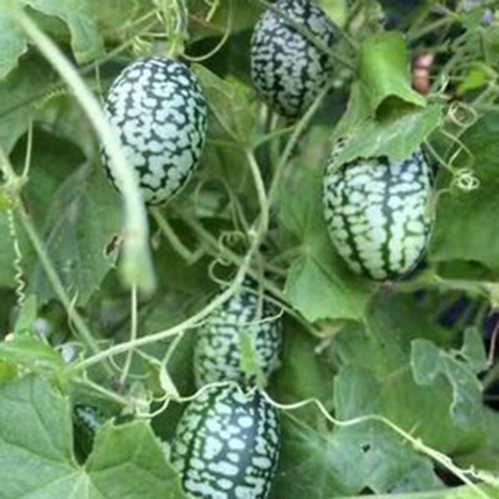 Luojuny Graines de Cucamelon, 50pcs / sac Graines de Cucamelon Petites ...