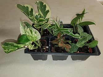 Amazon.com : Easy to Grow Houseplants (Pack of 6), Live House Plants in ...