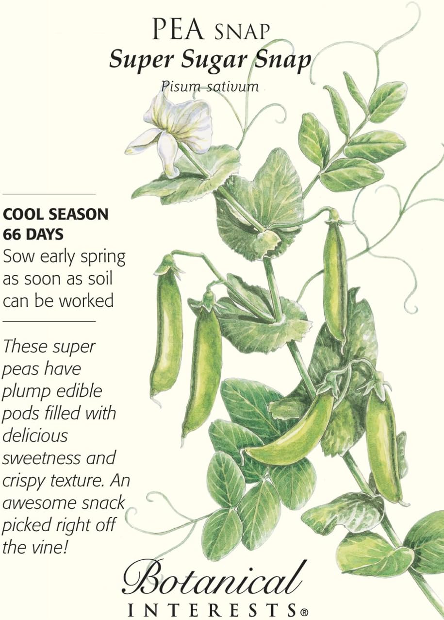 Amazon.com : Snap Pea Super Sugar Snap Seeds : Vegetable Plants : Patio ...