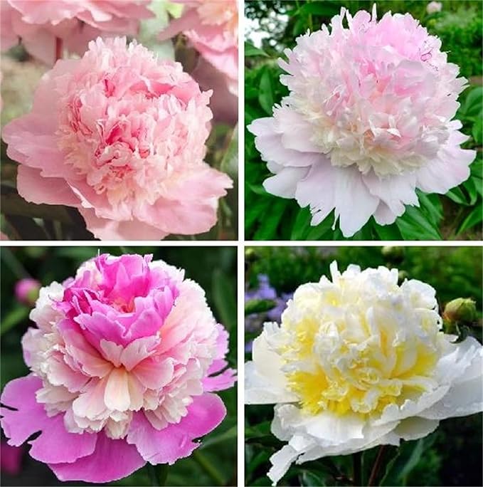 Amazon.com : zcbang Rare Varieties Peony Seeds 20Pcs Mixed Color Peony ...