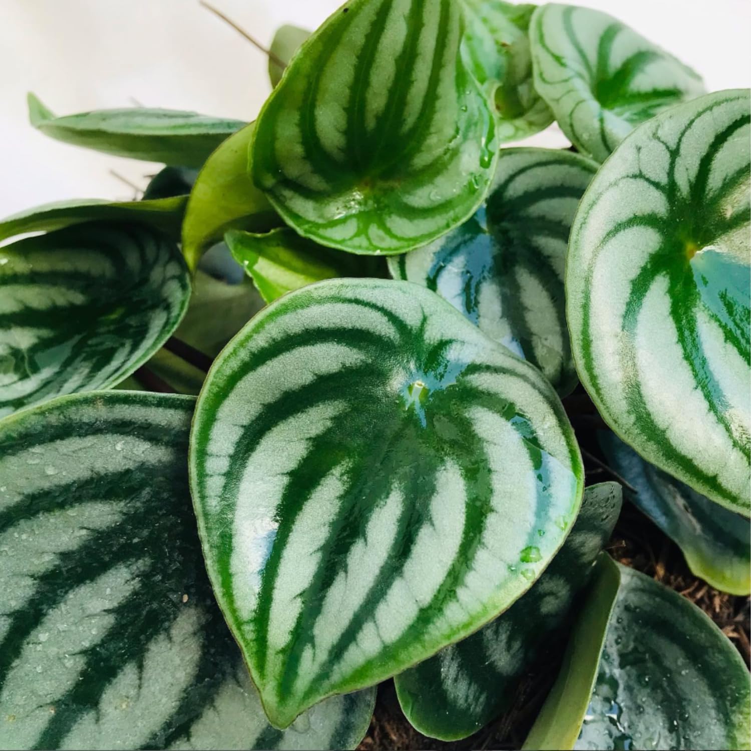 Amazon.com : Peperomia Watermelon Plant for Indoor, Variegated Plant ...
