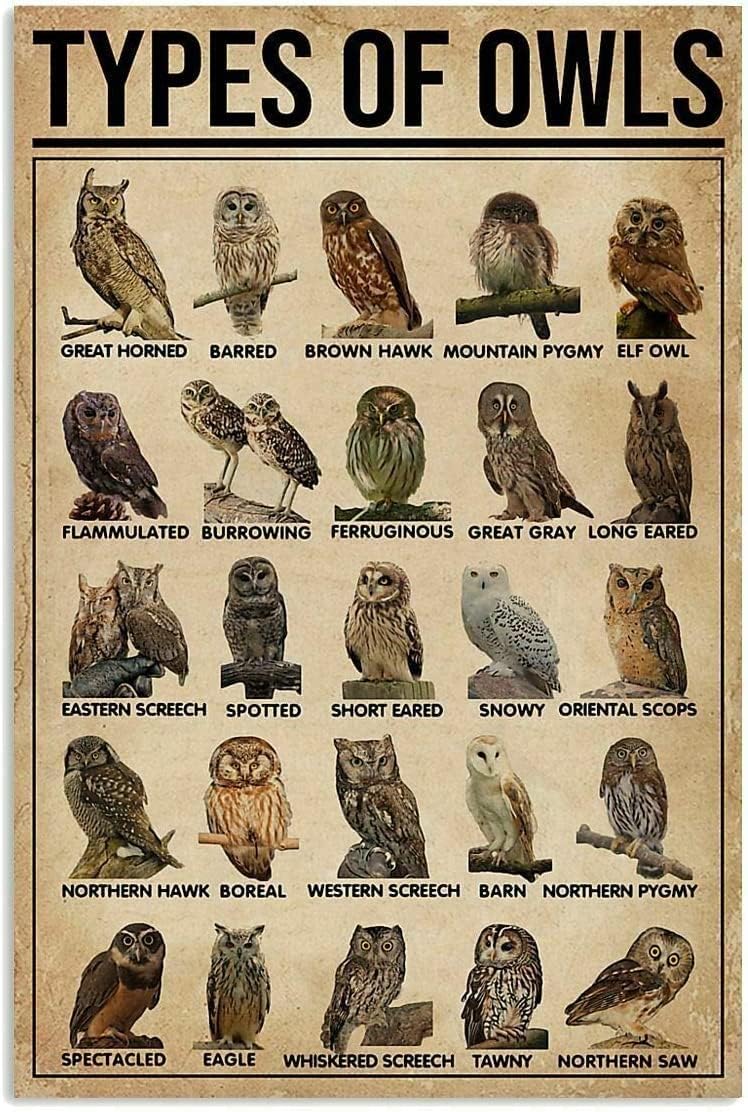 Types Of Owls Metal Tin Signs Retro Owls Knowledge Poster Zoology ...