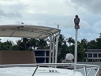 Amazon.com: Bird B Gone Plastic Hawk Decoy to Scare Birds Away, Bird ...